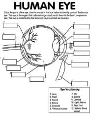 Parts of the Human Eye | Visual Arts With Mr. Ewert